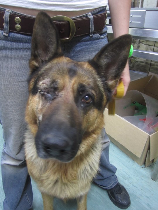 | Are you sure you want to breed from your dog?Dr Rayya's Online ...
