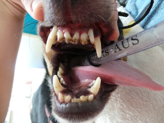 | Dental Disease in Pets, the Silent Killer – Part 2Dr Rayya's Online ...